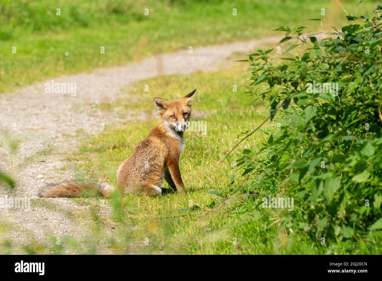Red fox (Vulpes vulpes) sitting on grass in a country park, England, UK ...