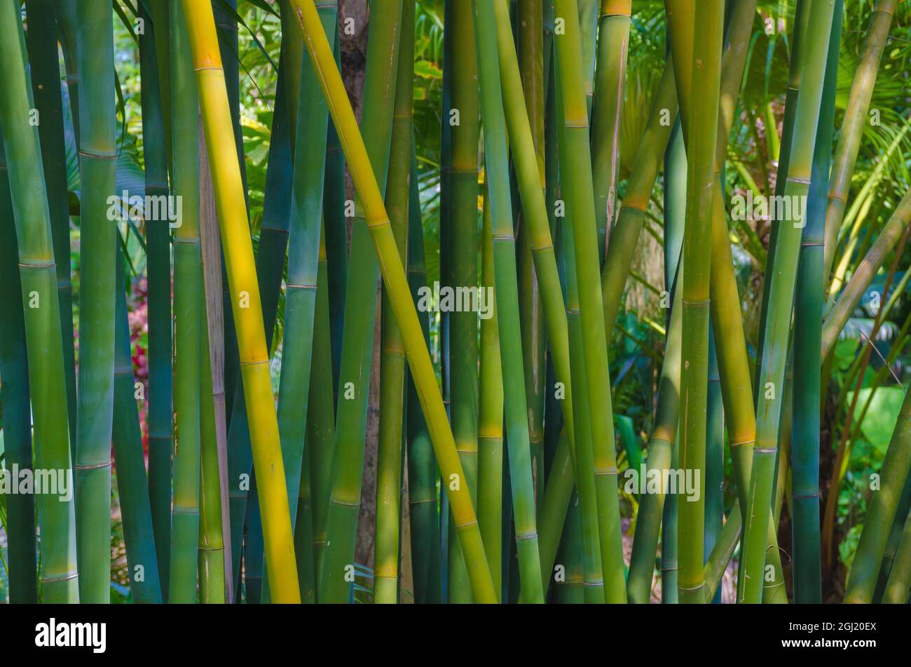 USA, Florida. Bamboo grove Stock Photo - Alamy