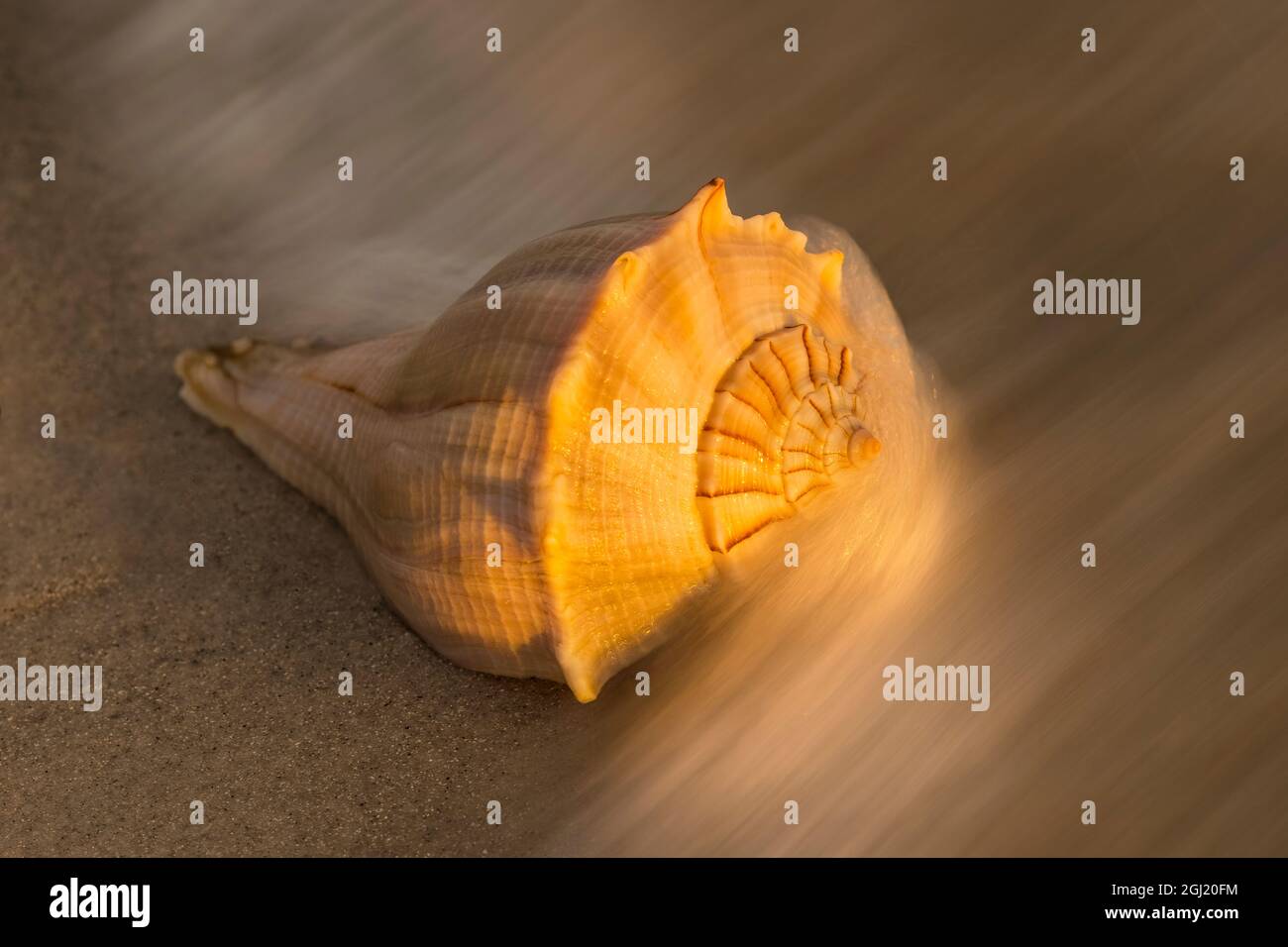 USA, Florida, Sanibel Island. Lightning whelk shell on beach sand ...