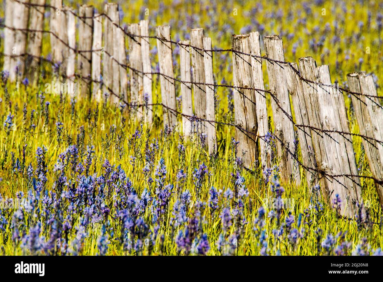North America;USA;Idaho;Fairfield; Camas Prairie;Creek and fenceline in ...