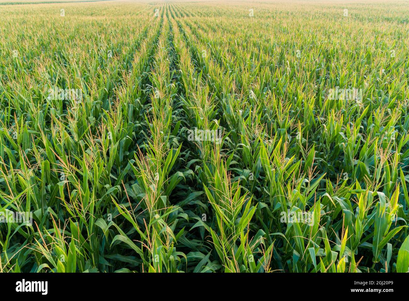 Corn field, Marion County, Illinois Stock Photo - Alamy