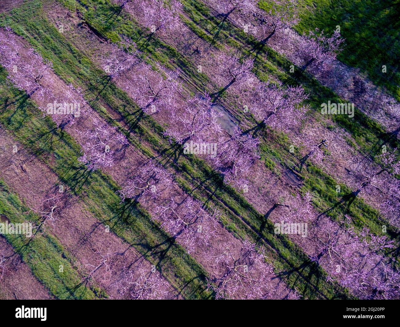 Peach orchard in spring aerial hi-res stock photography and images - Alamy