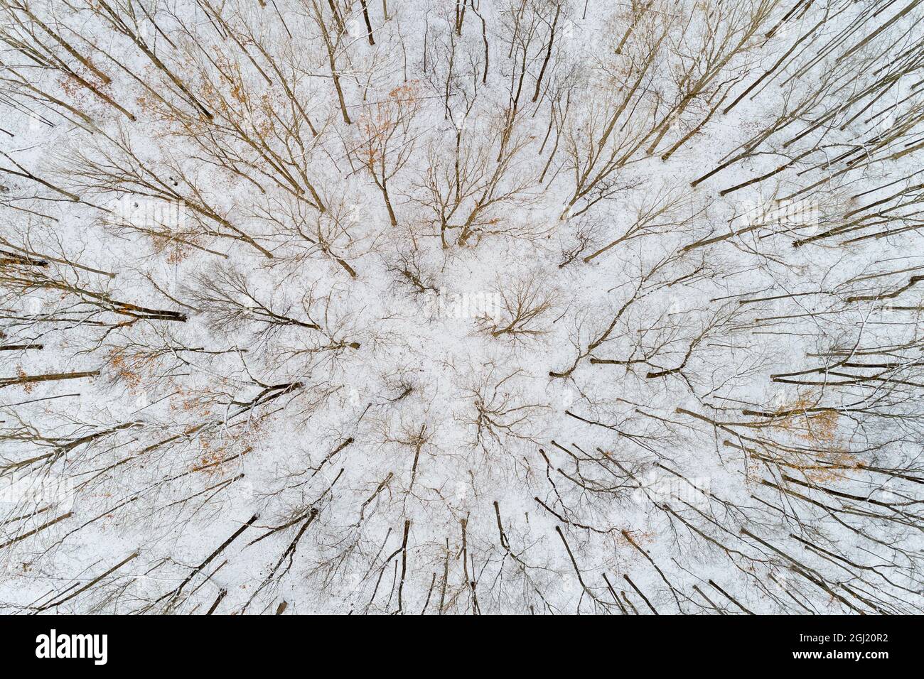 Trees with snowfall, Stephen A. Forbes State Park, Marion County ...