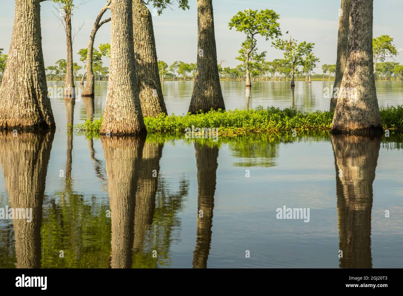 Tupelo trees hi-res stock photography and images - Alamy