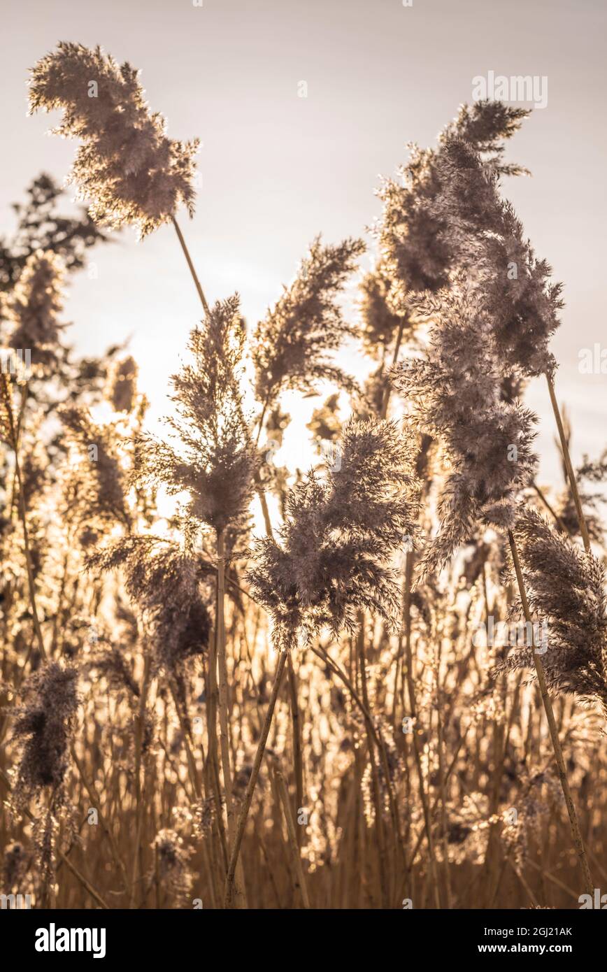 Conomo point hi-res stock photography and images - Alamy