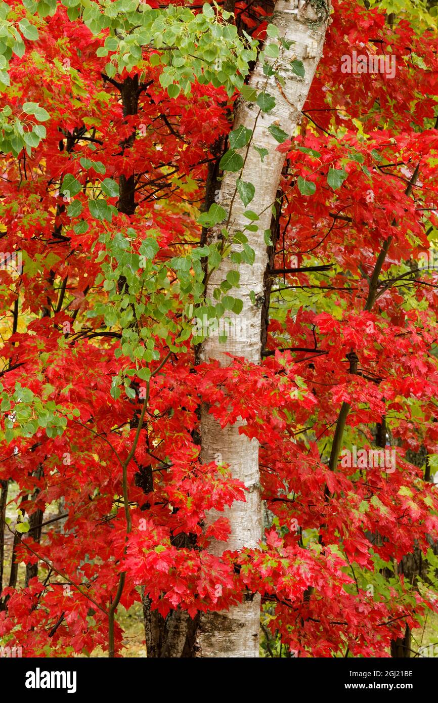 Upper peninsula maple hi-res stock photography and images - Alamy