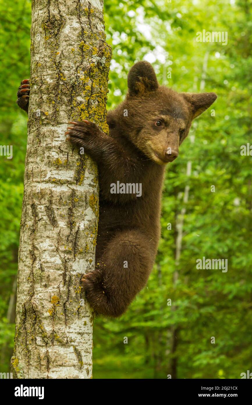 USA, Minnesota, Pine County. Black bear cub climbing tree. Credit as ...