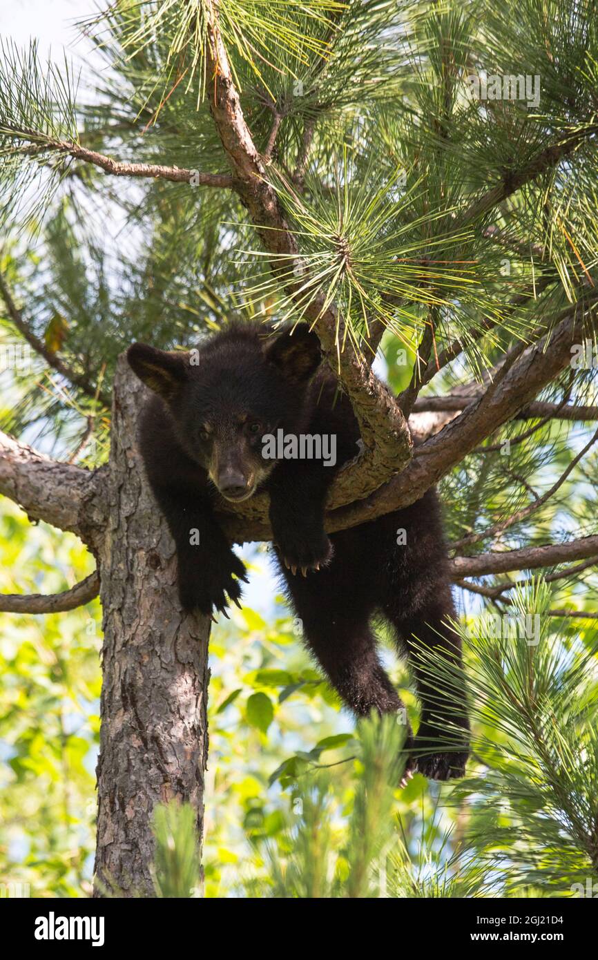 Stuck bear hi-res stock photography and images - Alamy