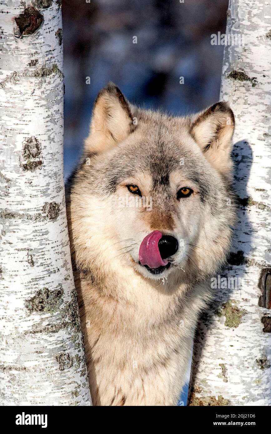 USA, Minnesota, Sandstone, Wolf in Birch Trees Stock Photo - Alamy