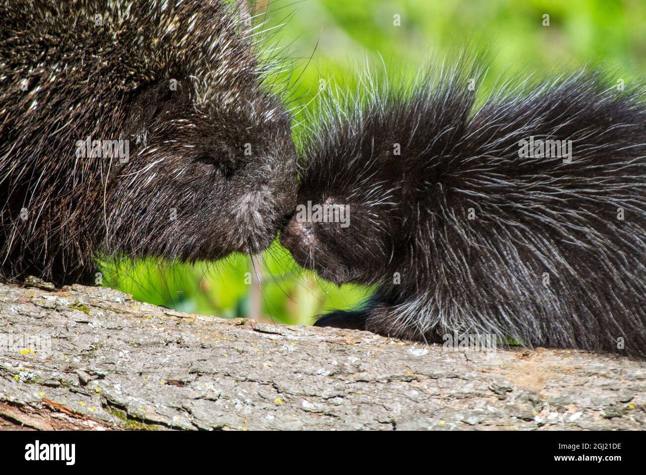 North american porcupine baby hi-res stock photography and images - Alamy