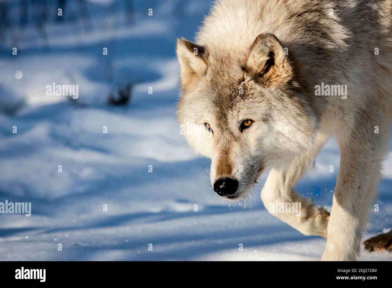 United States, Minnesota, Sandstone, Wolf Walking in the Snow Stock ...