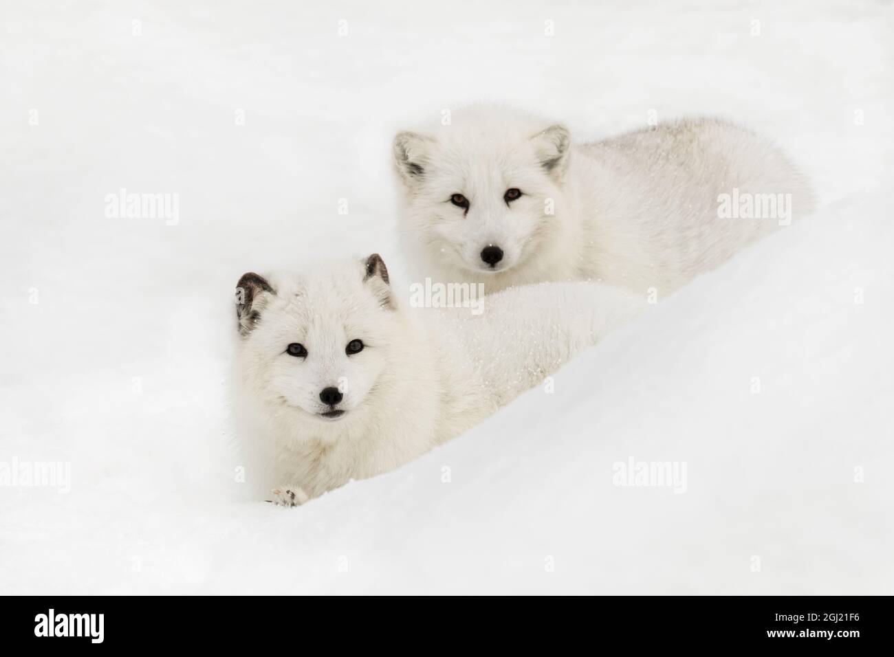 Arctic Fox in snow, (Captive) Montana Vulpes lagopus True Fox, native ...