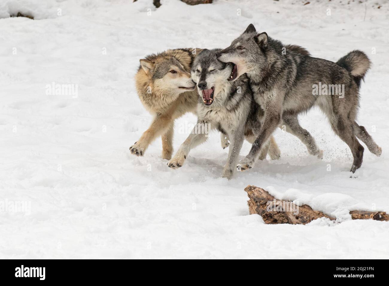 Gray wolf pack running hi-res stock photography and images - Alamy