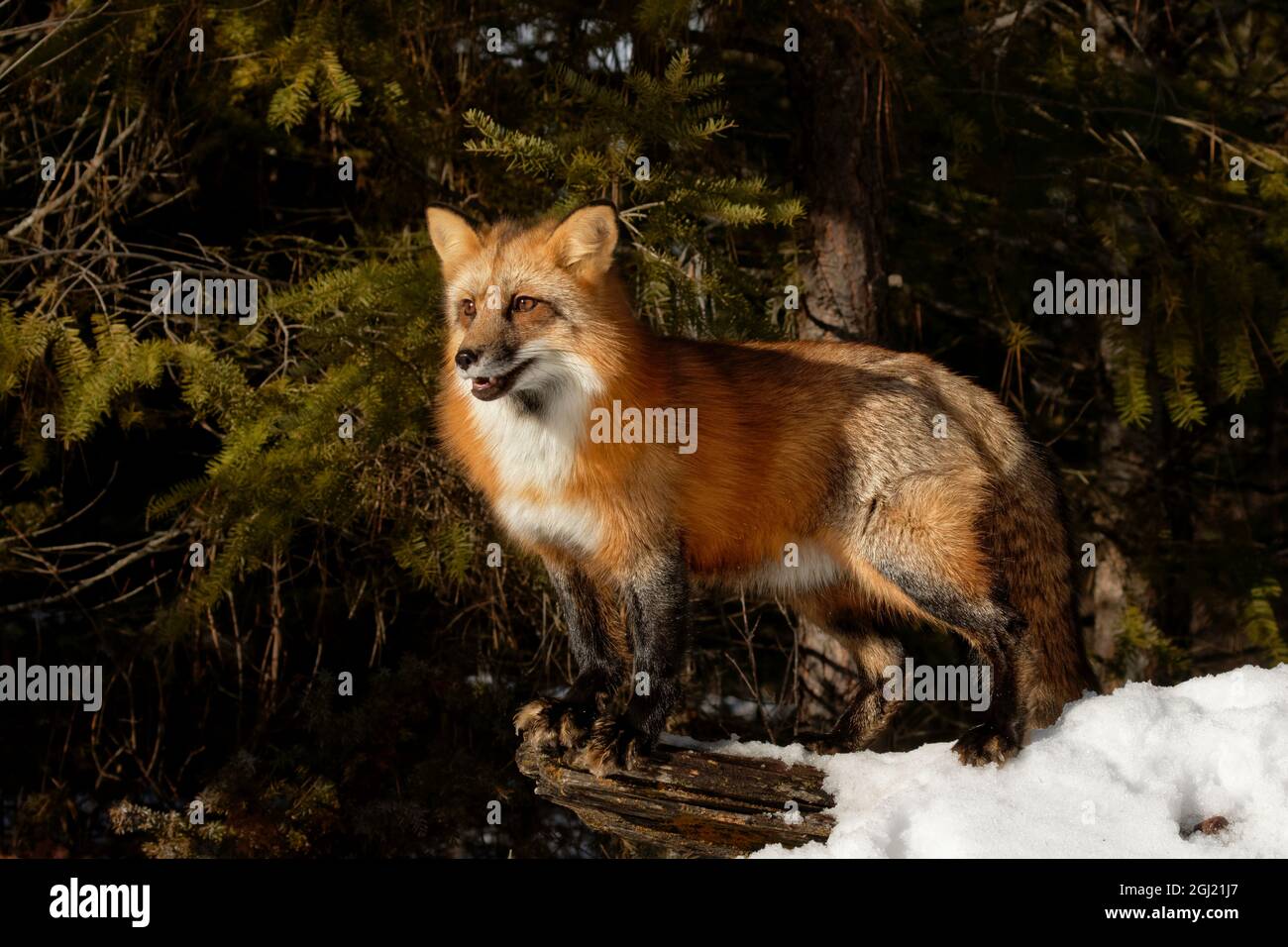 Red Fox in winter, (Captive) Montana Vulpes vulpes Stock Photo - Alamy