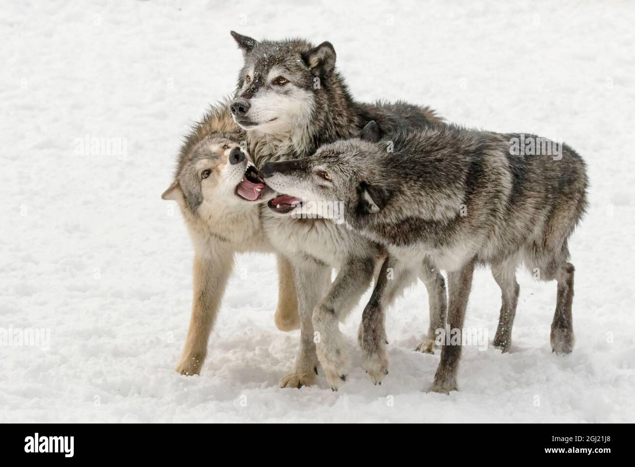 Gray Wolf Behavior