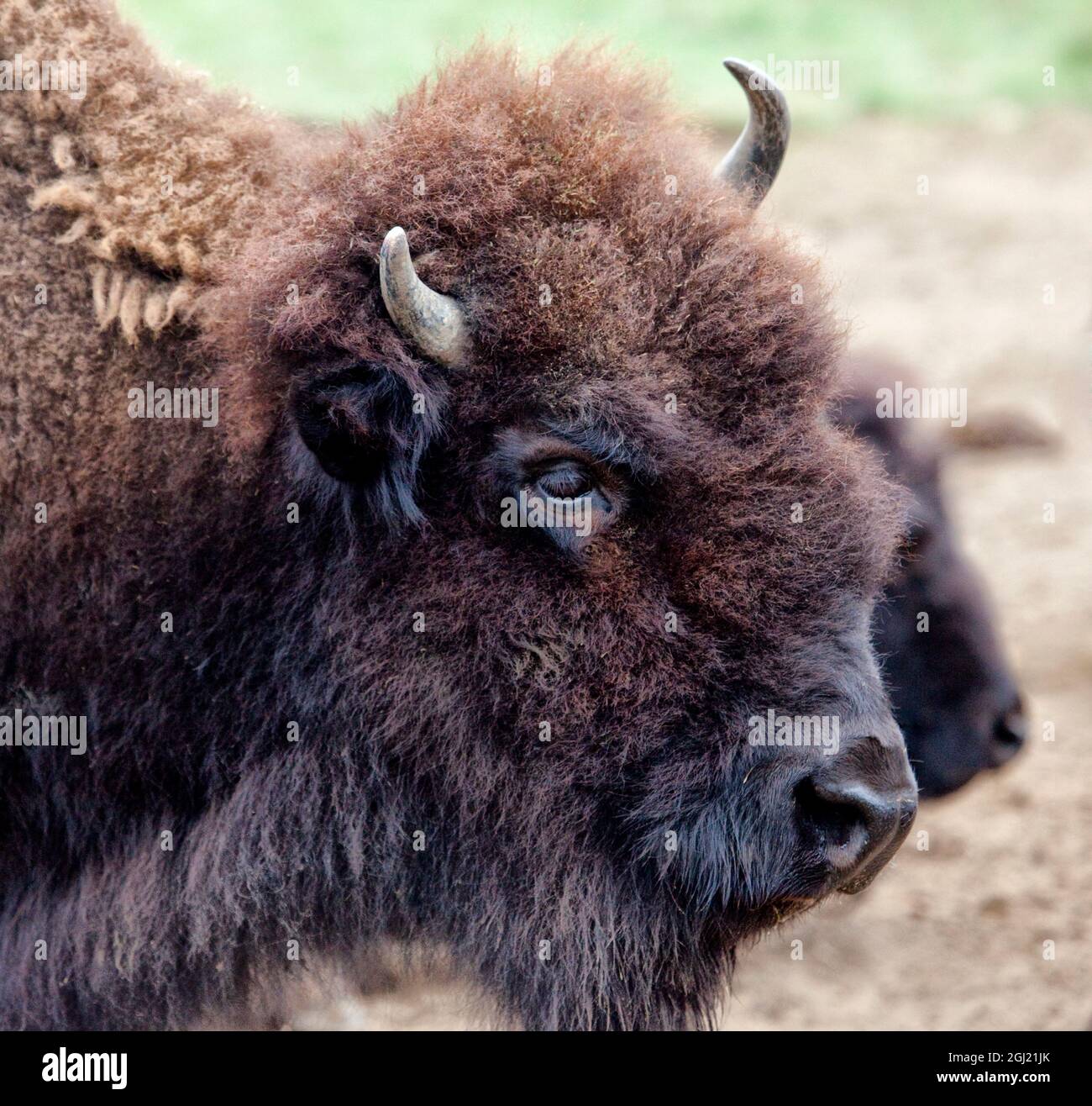 European Bison Range