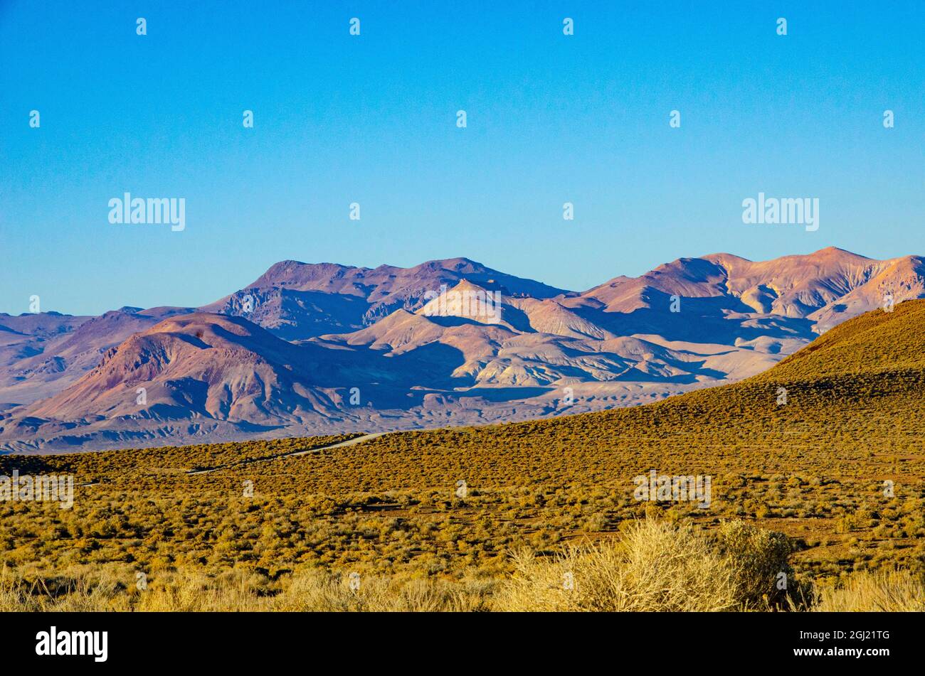 Desert calico hi-res stock photography and images - Alamy