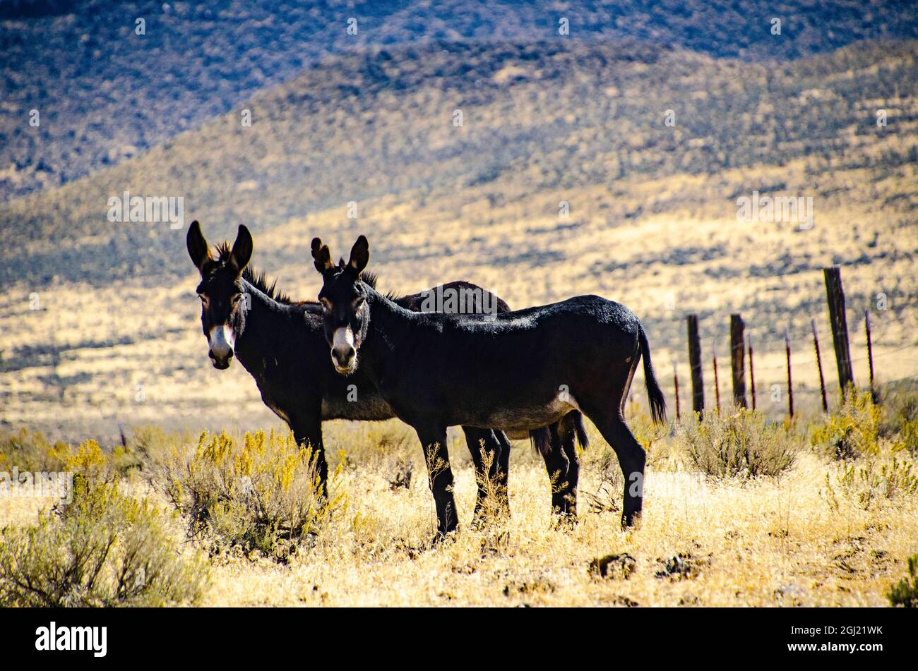 USA, California. Black Rock Desert, wild donkey family Stock Photo - Alamy