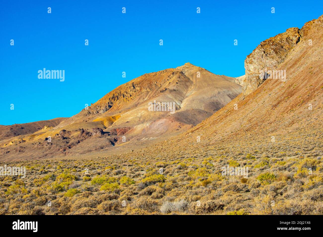 Desert calico hi-res stock photography and images - Alamy