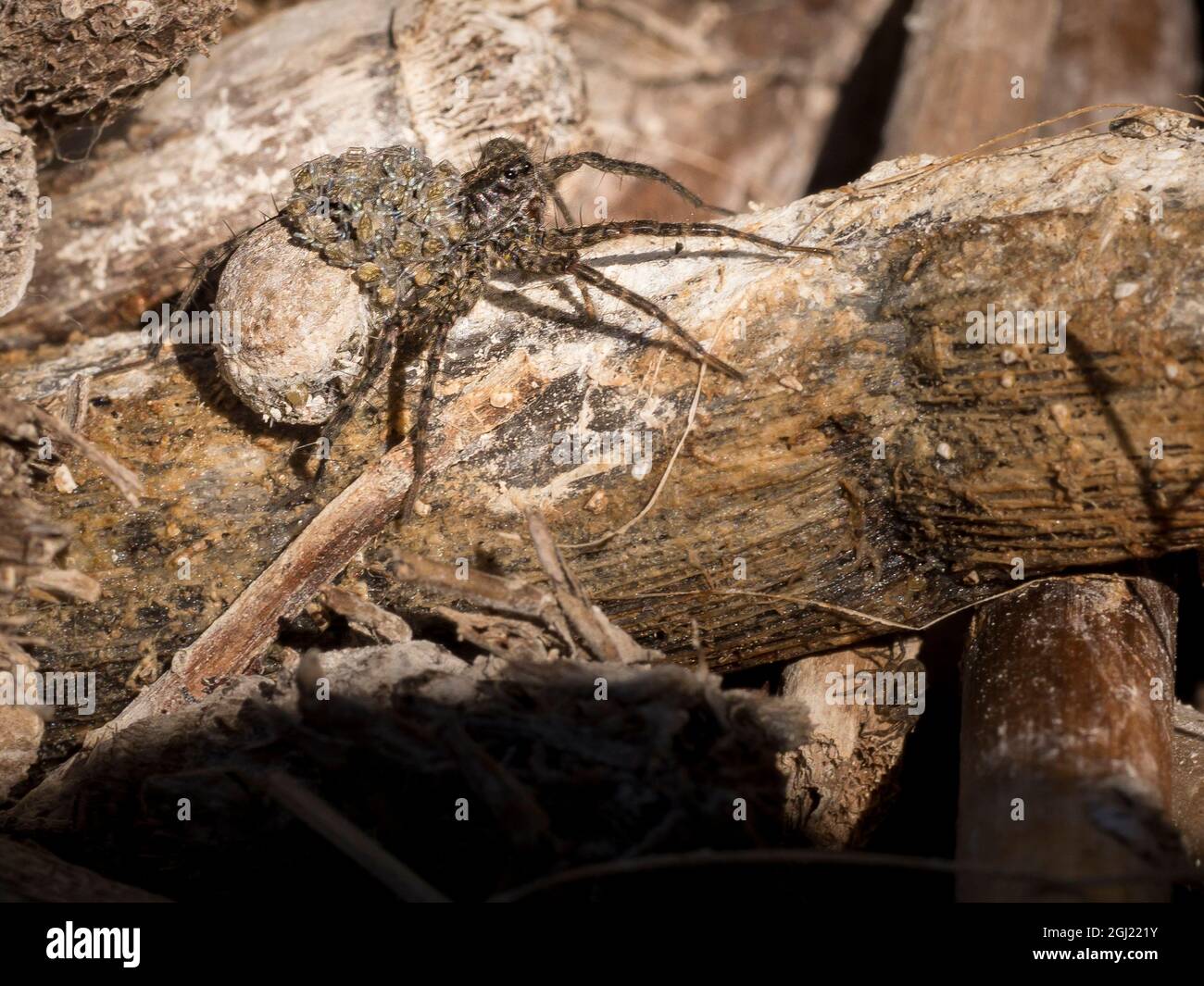 Female wolf spider with young/babies on back, Pahranagat National ...