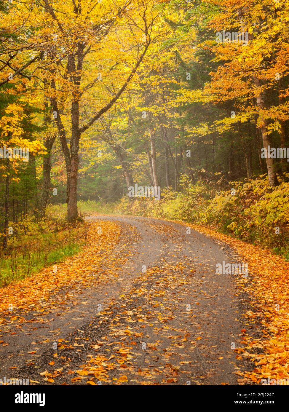 USA, New Hampshire, White Mountains, Fall color along Jefferson Notch ...