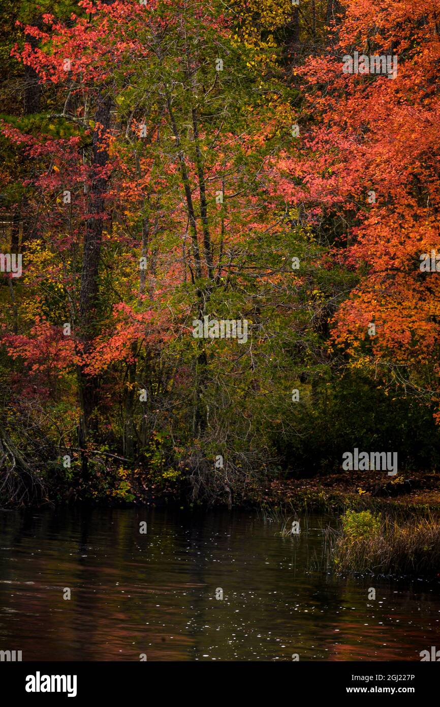USA, New Jersey, Wharton State Forest. Lake and forest in autumn ...