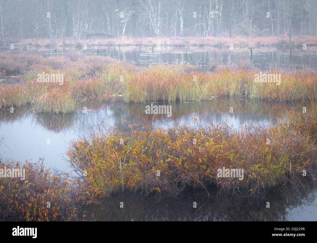 Foggy marsh hi-res stock photography and images - Alamy