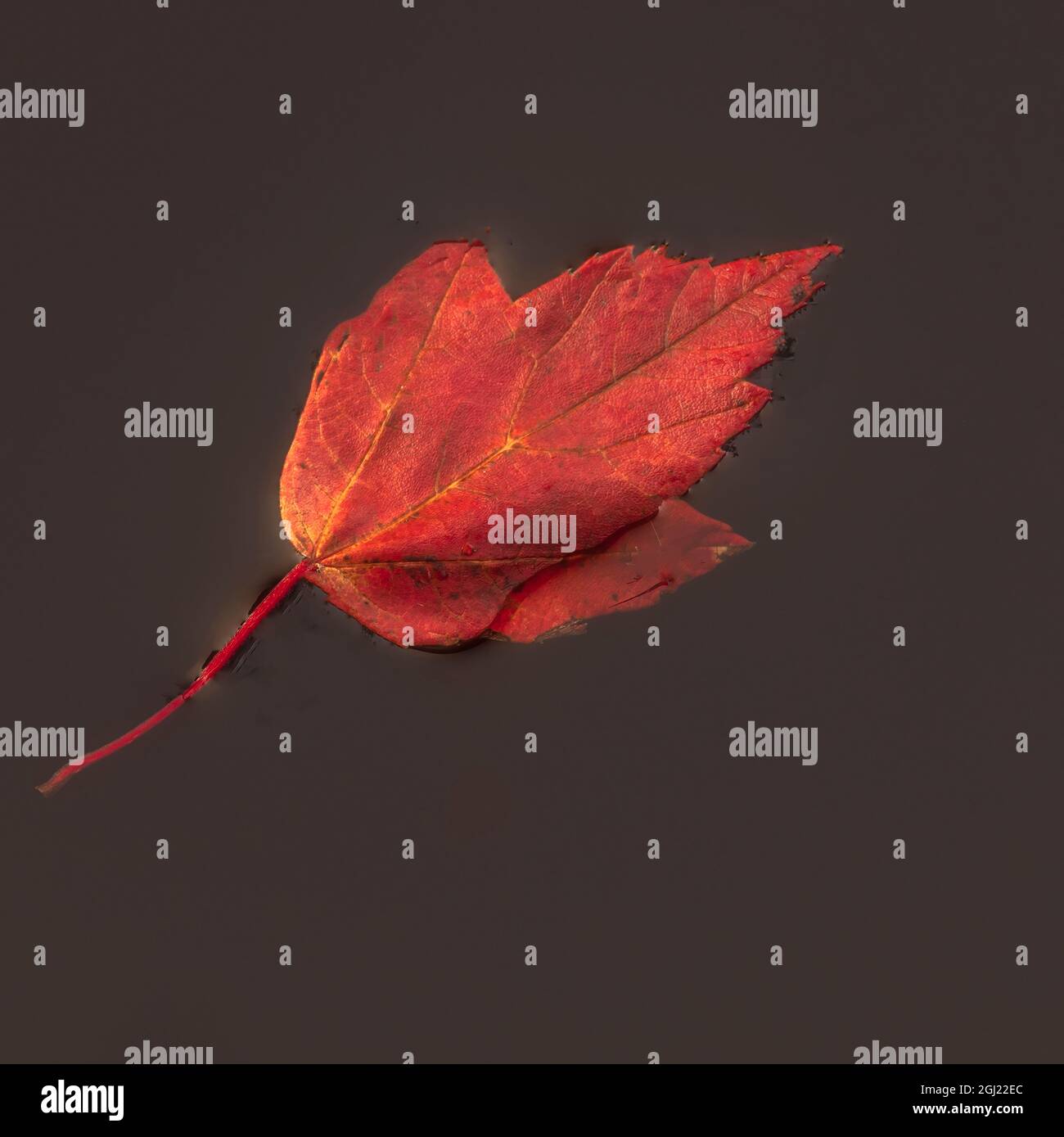 Floating Maple Leaf