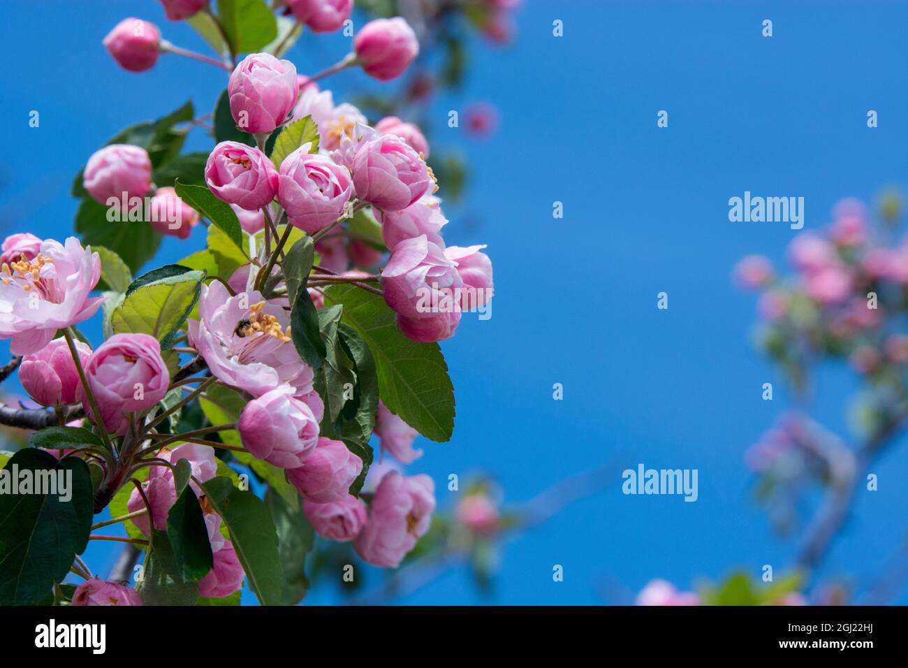 New york pink roses hi-res stock photography and images - Alamy