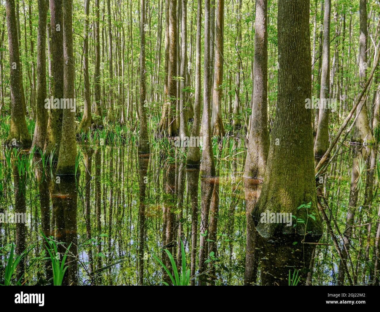 Green swamp north carolina hi-res stock photography and images - Alamy