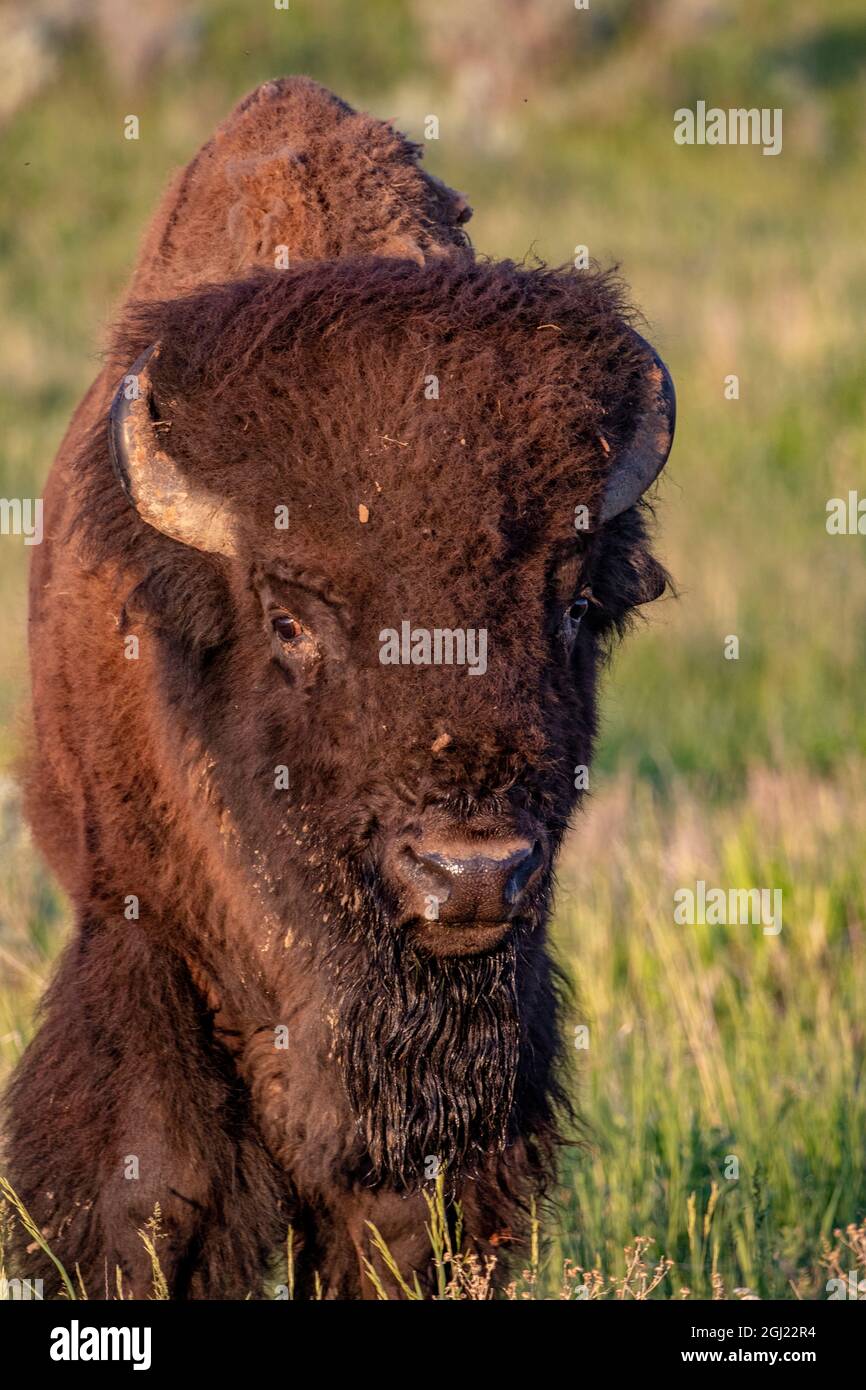 Bison bull in Theodore Roosevelt National Park, North Dakota, USA Stock ...
