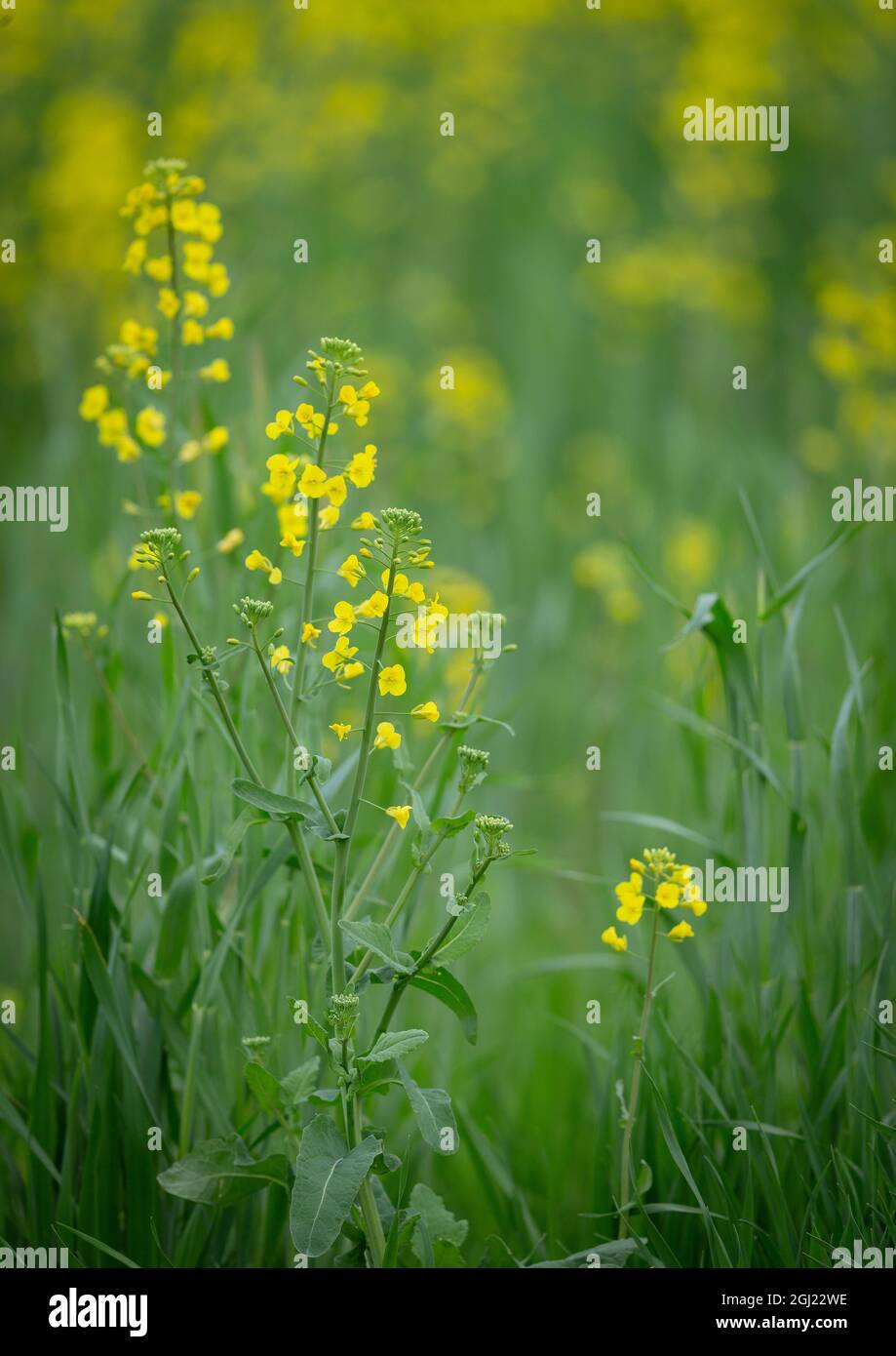 Mustard fields, Ohio Stock Photo - Alamy
