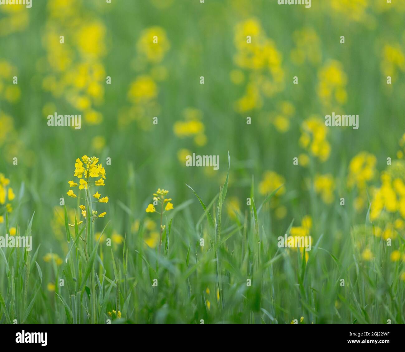 Mustard fields, Ohio Stock Photo - Alamy