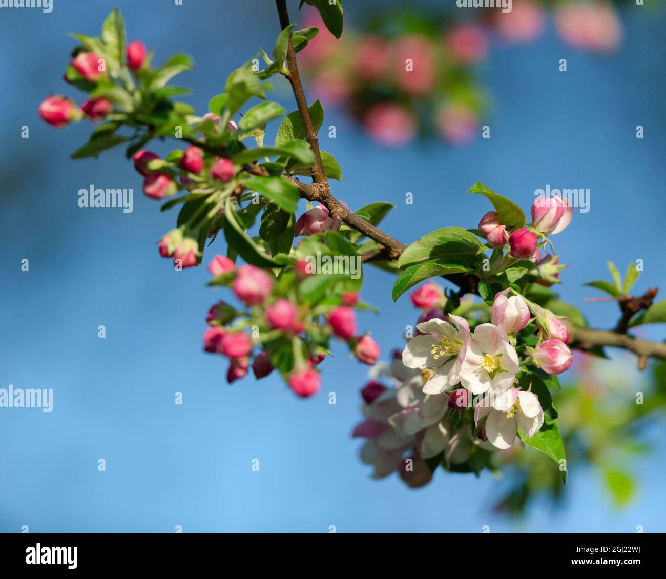 Crab apple tree Stock Photo - Alamy
