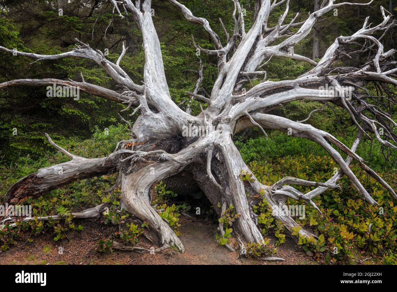 Bleached out giant tree roots on shoreline, Shore Acres State Park ...