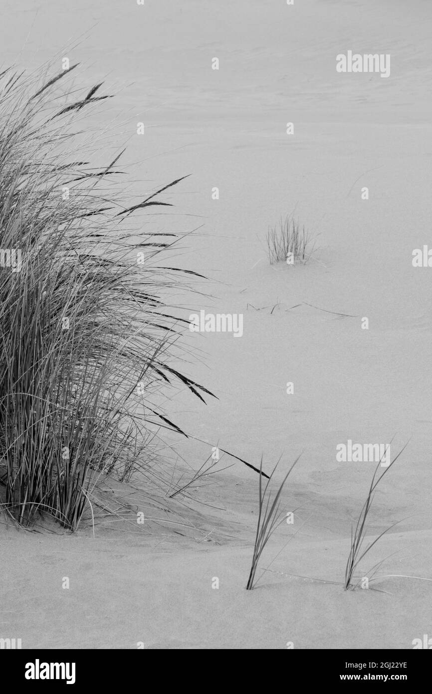 Grasses in dunes, Dellenback Dunes, Siuslaw National Forest, Coos ...