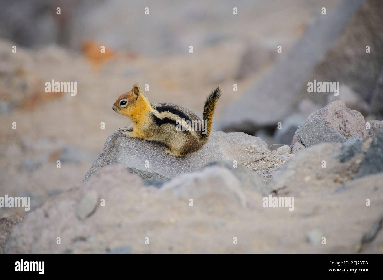 USA, Oregon, Crater Lake National Park, Golden mantle ground squirrel ...