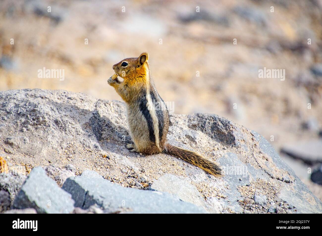 USA, Oregon, Crater Lake National Park, Golden mantle ground squirrel ...
