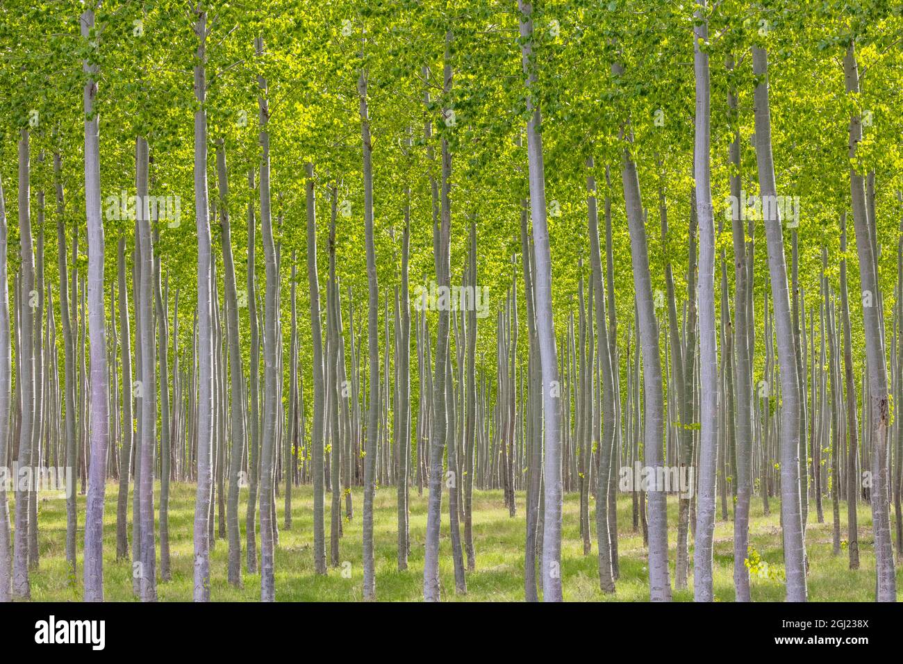 Hybrid Poplar Trees