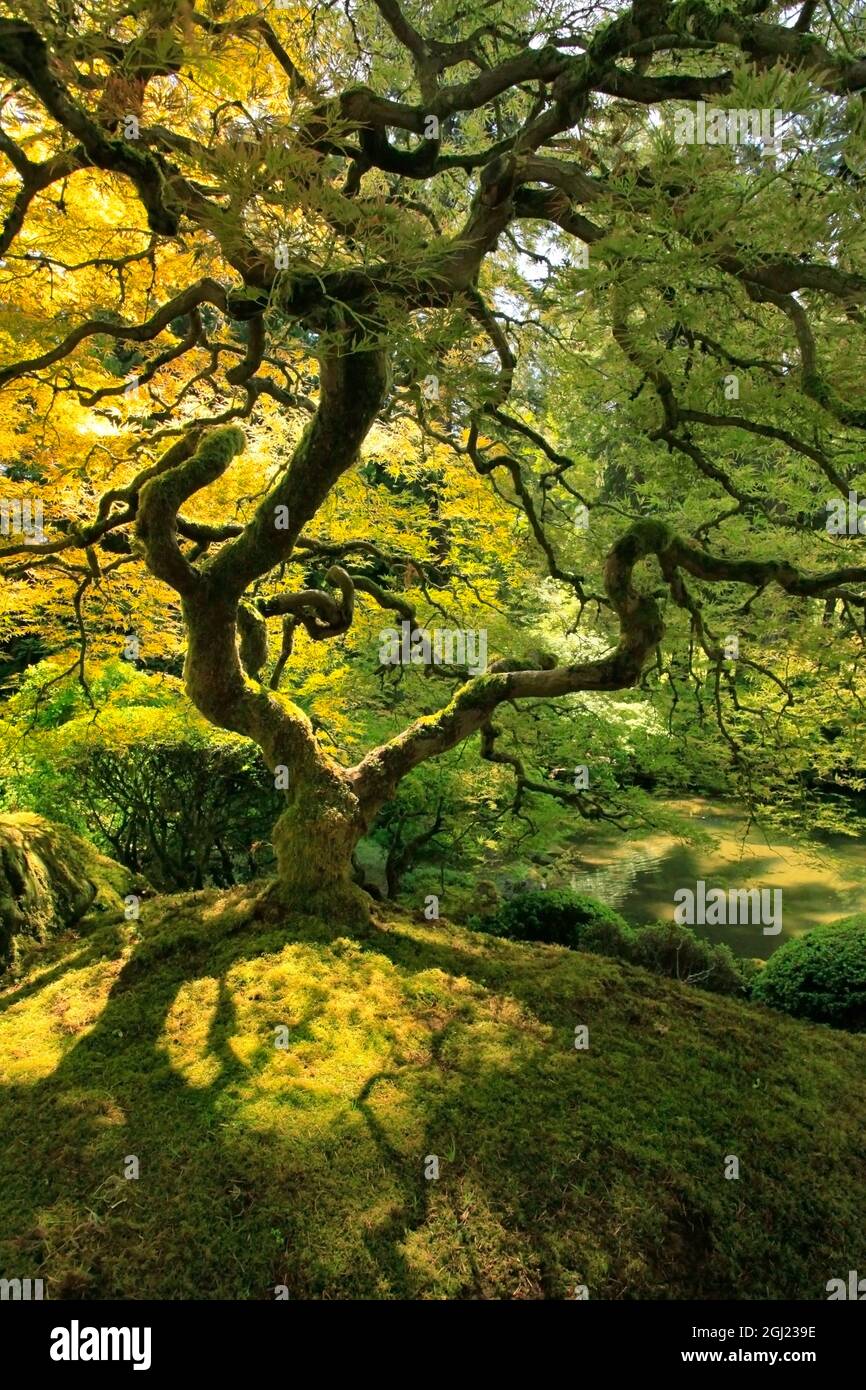 Japanese maple tree and oregon hi-res stock photography and images - Alamy