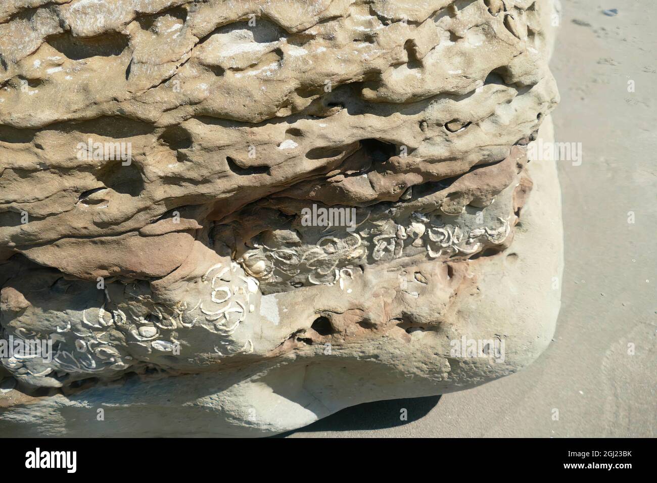 Clam fossils hi-res stock photography and images - Alamy