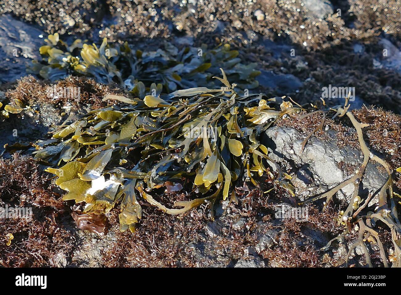 Closeup of a Bladder wrack seaweed Stock Photo - Alamy