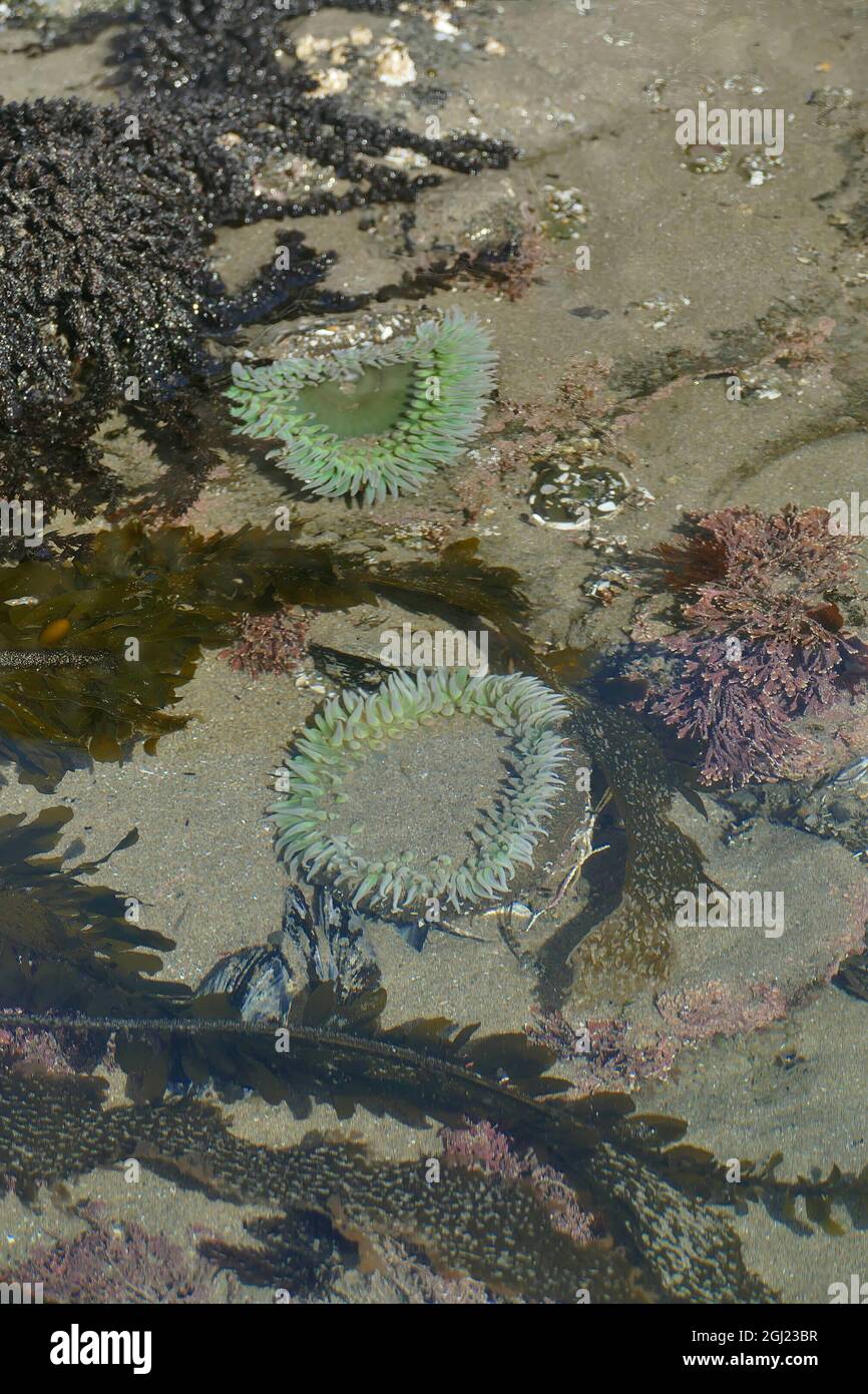 Closeup of a sea plants Stock Photo - Alamy