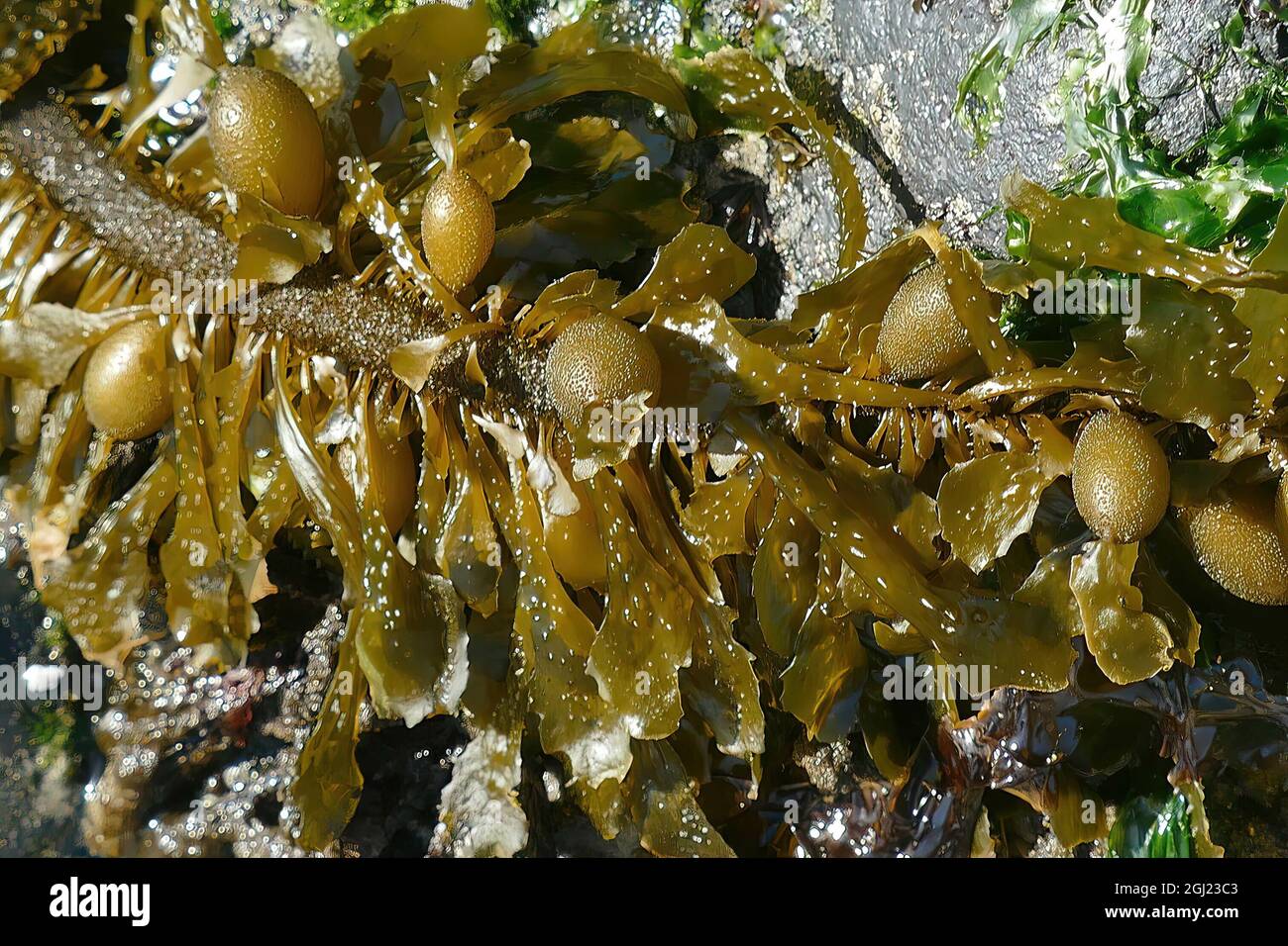 Closeup of a Bladder wrack seaweed Stock Photo - Alamy