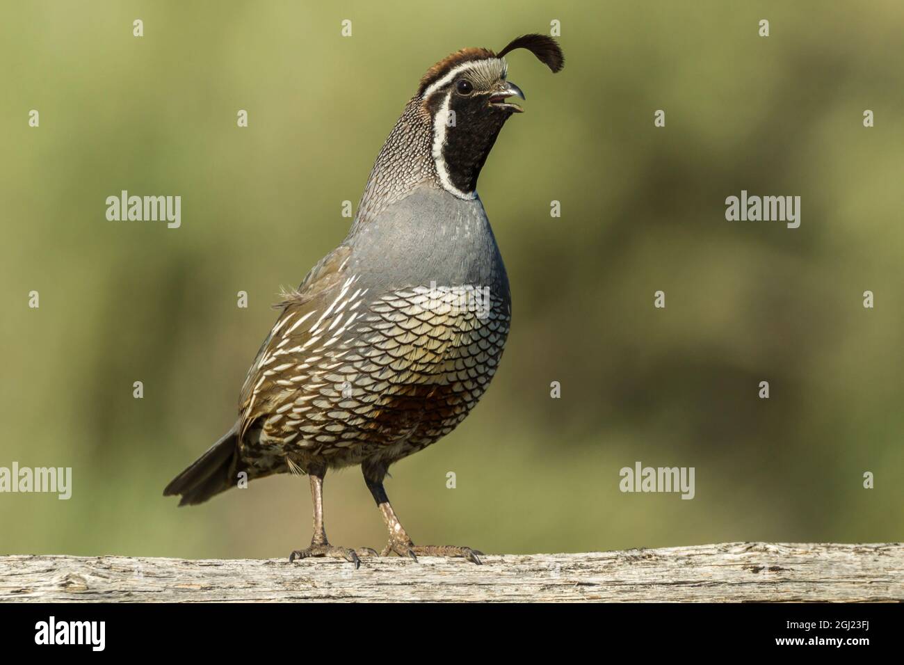 USA, Oregon, Harney County, California quail Stock Photo - Alamy