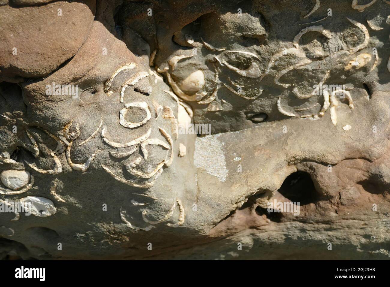 Clam fossils hi-res stock photography and images - Alamy