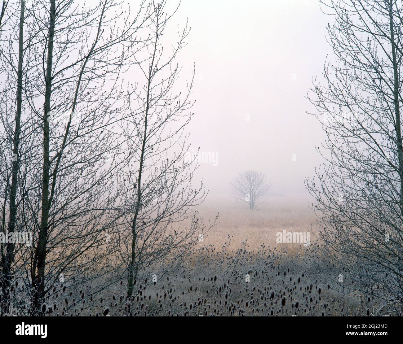 USA, Oregon, Delta Park. Cottonwood and teasels frame an Oregon ash ...