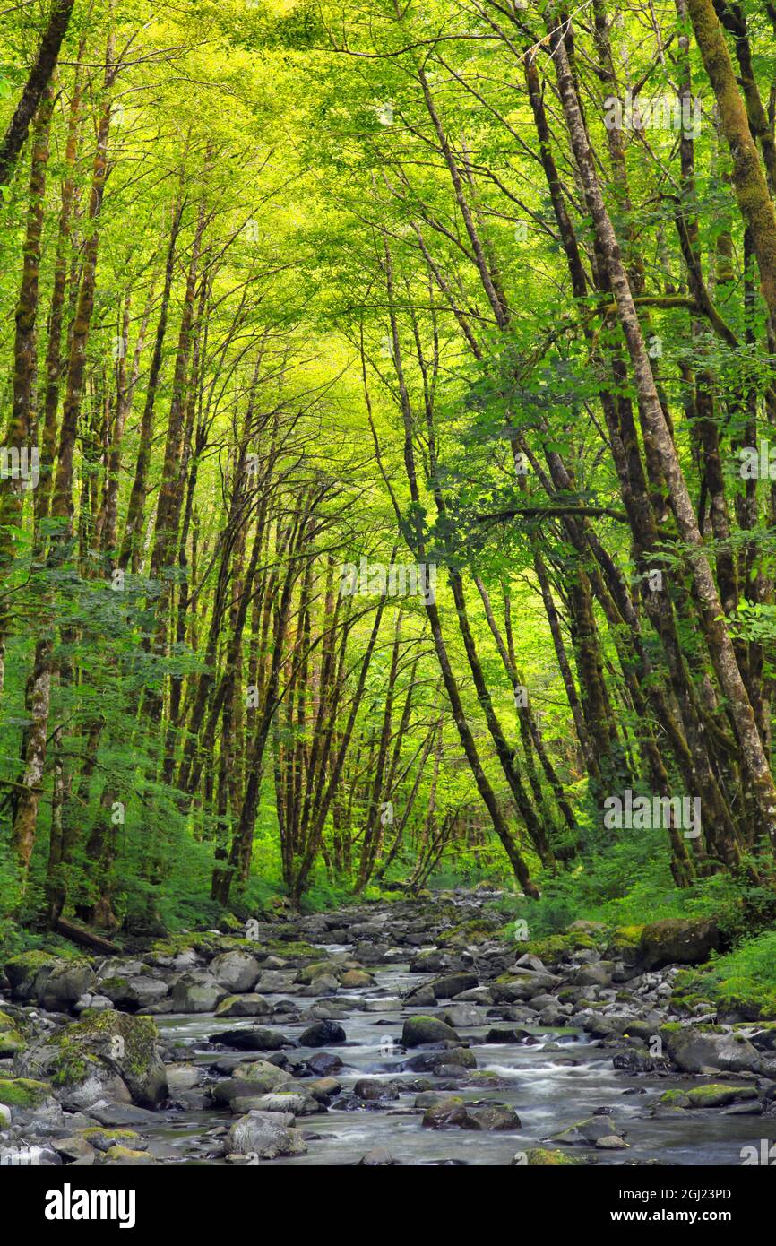 USA, Oregon. Scenic with forest and Wilson River Stock Photo - Alamy