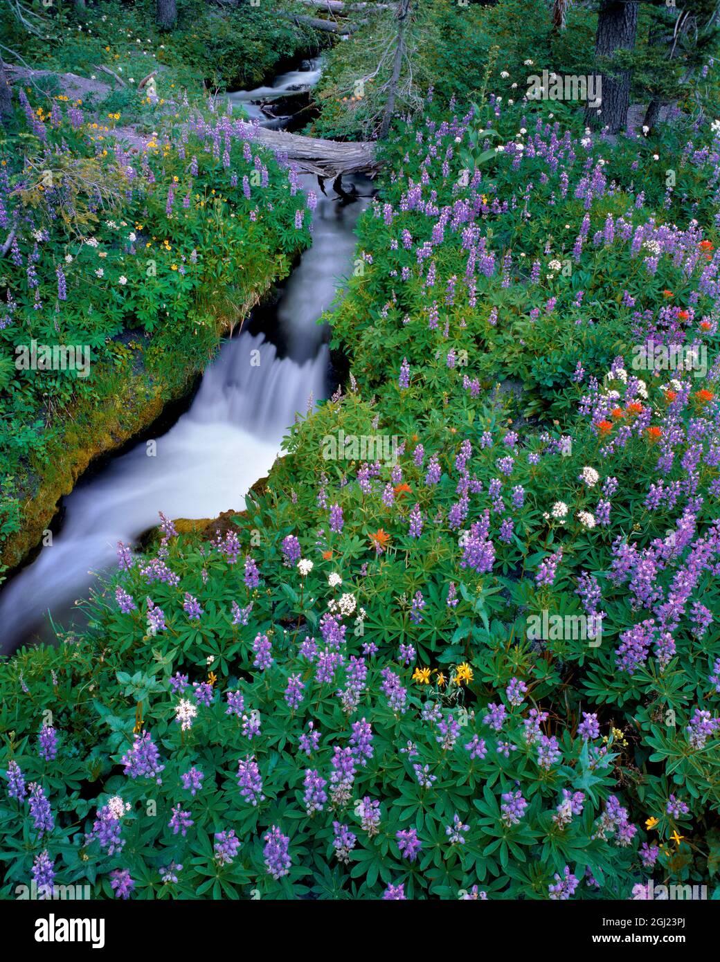 USA, Oregon, Mt. Hood National Forest. Lupine along Mitchell Creek ...