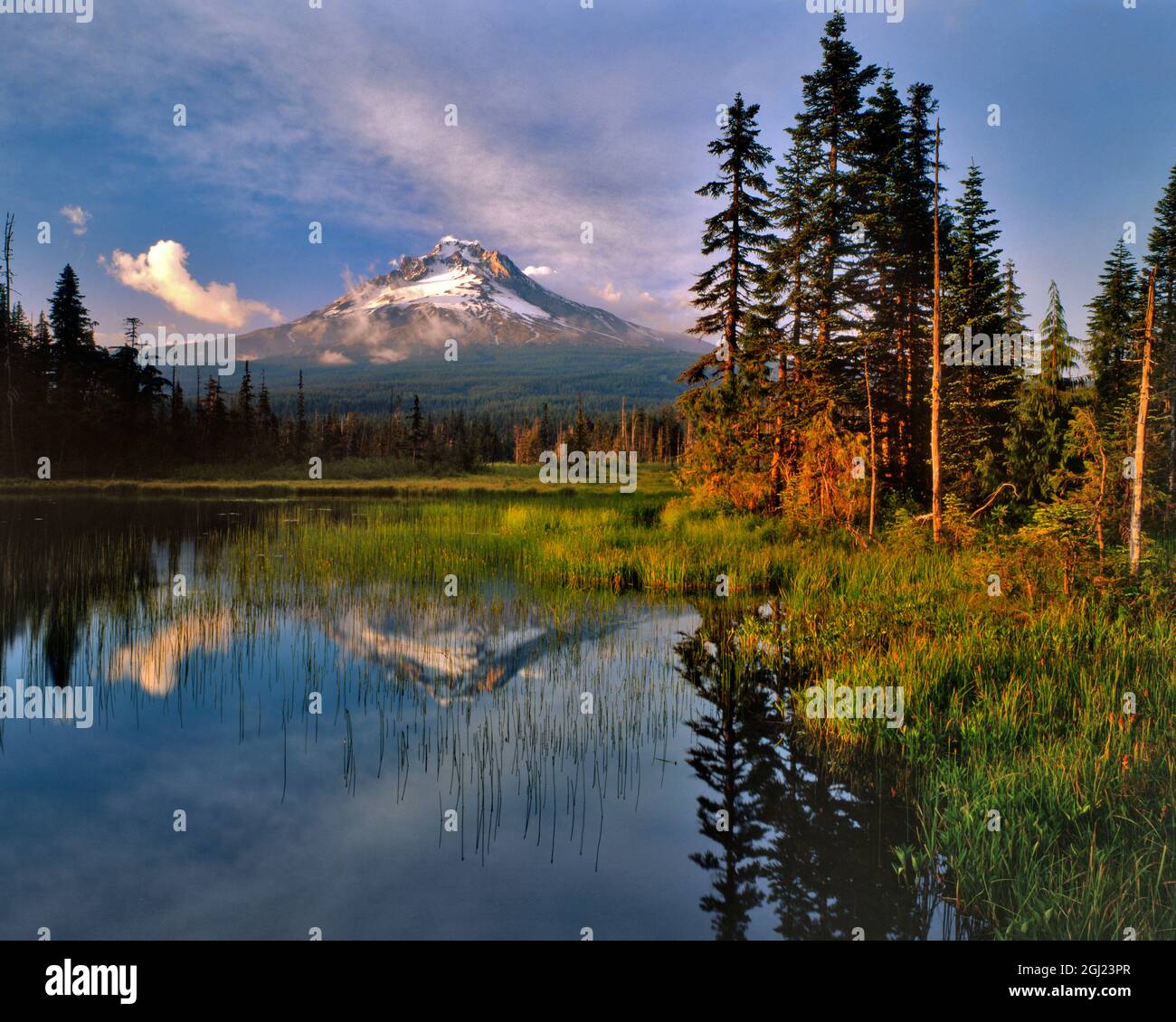 USA, Oregon, Mt. Hood National Forest. Mt. Hood and Multorpor Fen at ...